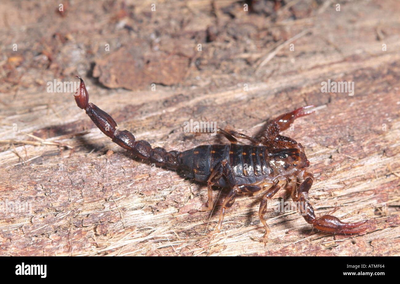 Australian scorpion hi-res stock photography and images - Alamy