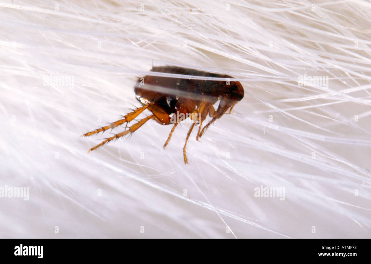 Cat flea hi-res stock photography and images - Alamy