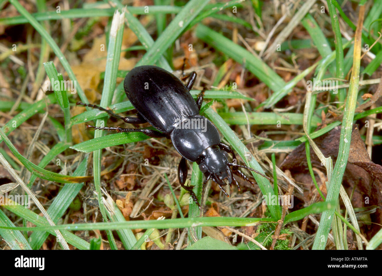 Carabid ground beetle predatory hi-res stock photography and images - Alamy