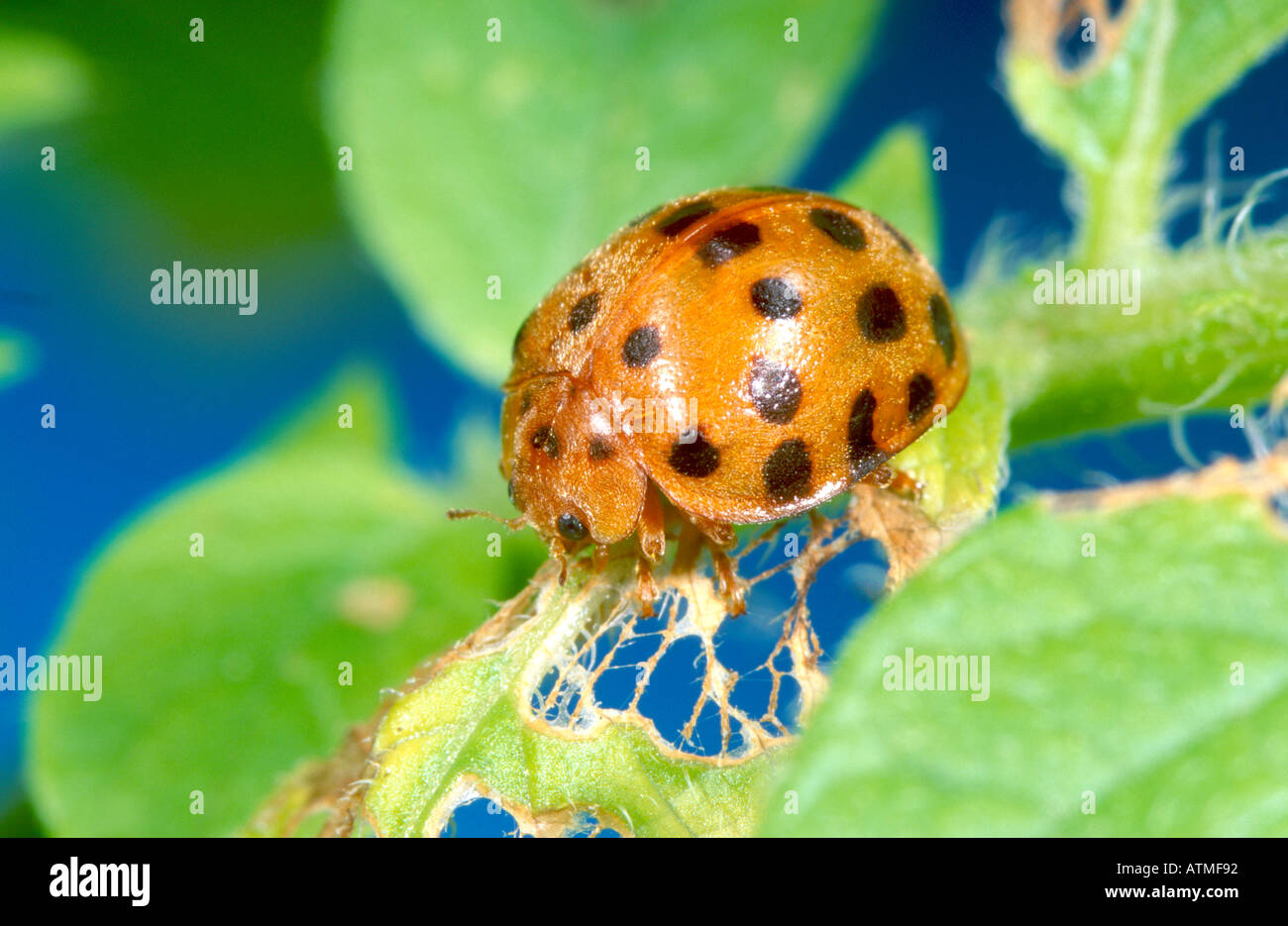Potato pest hi-res stock photography and images - Alamy