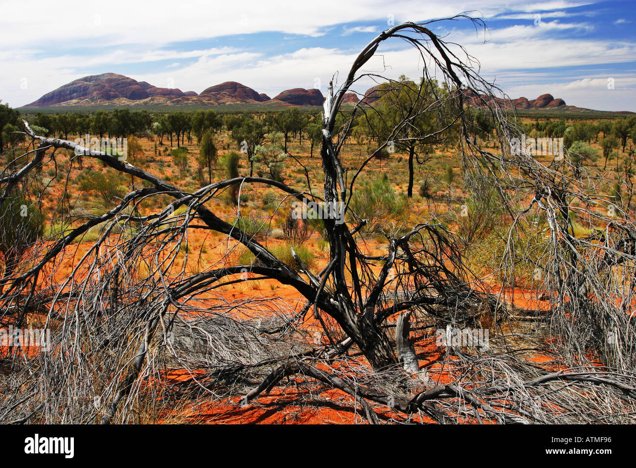 The Olgas Kata Tjuta sandstone domes seen in the distance behind a ...