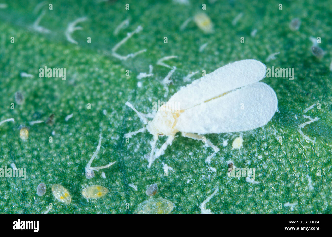 Greenhouse whitefly adult, nymphs and eggs Stock Photo - Alamy