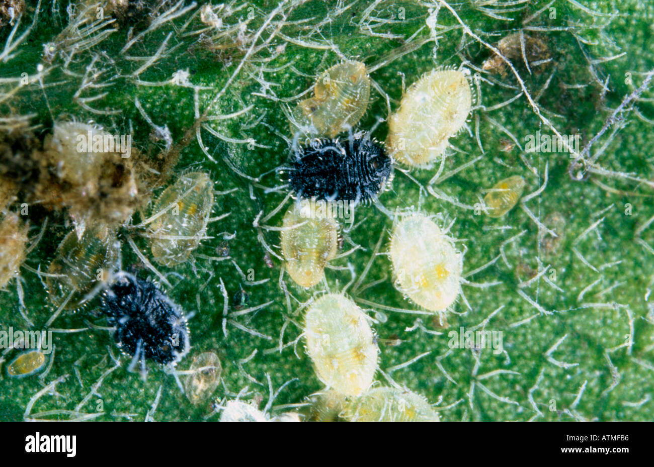 Greenhouse whitefly nymphs parasitised by Encarsia wasp Stock Photo - Alamy