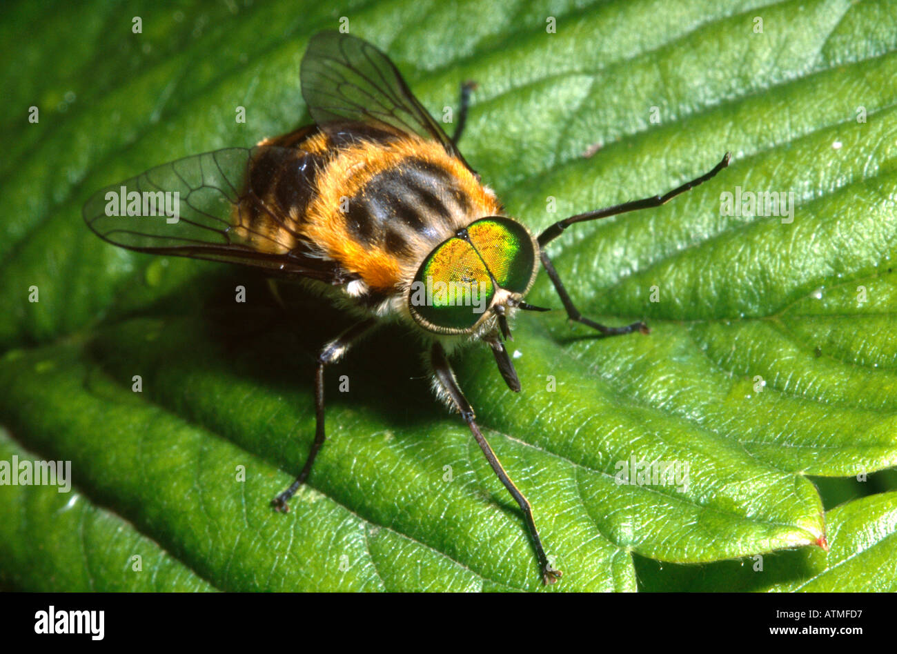 March fly hi-res stock photography and images - Alamy