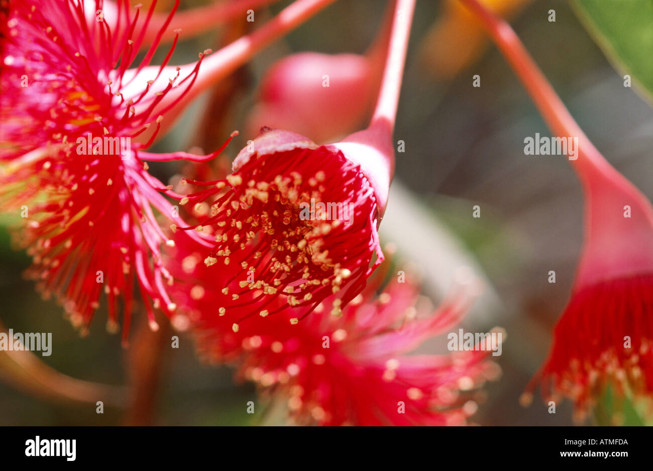 Eucalyptus red gum tree hi-res stock photography and images - Alamy