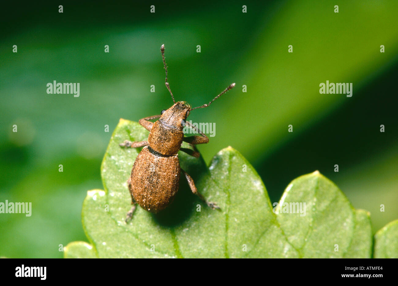 Fuller's rose weevil Stock Photo - Alamy