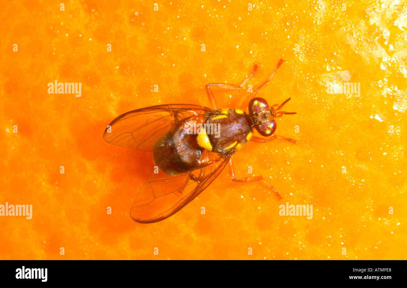 Queensland fruit fly hi-res stock photography and images - Alamy