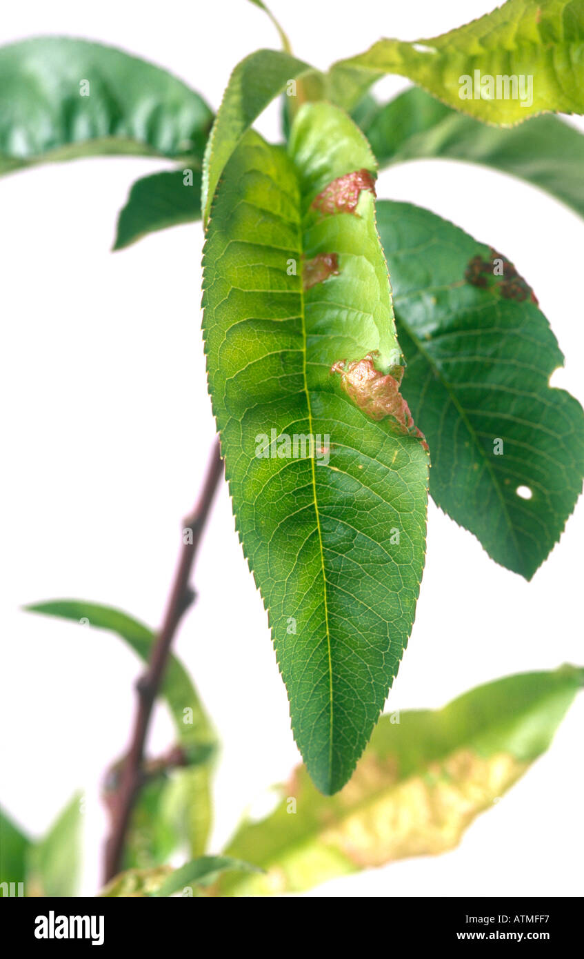 Peach leaf curl hi-res stock photography and images - Alamy