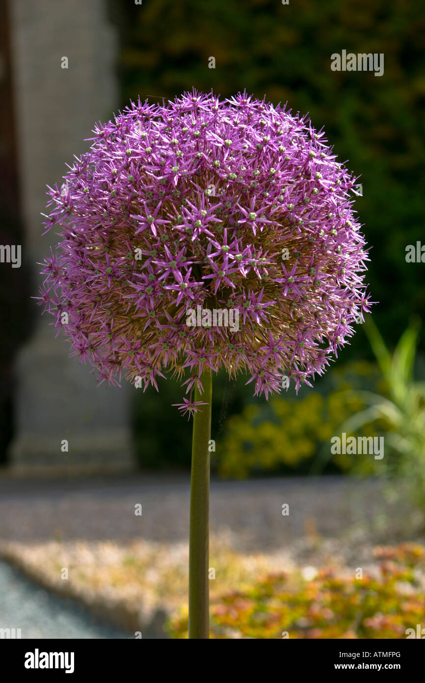Purple round flower hi-res stock photography and images - Alamy