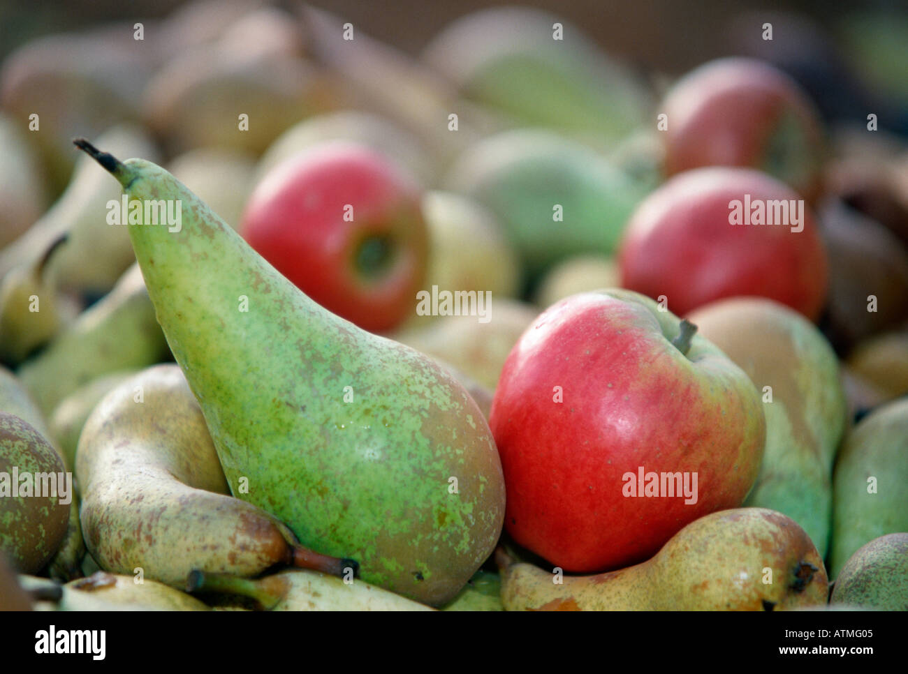 Apple and Pear Stock Photo - Alamy