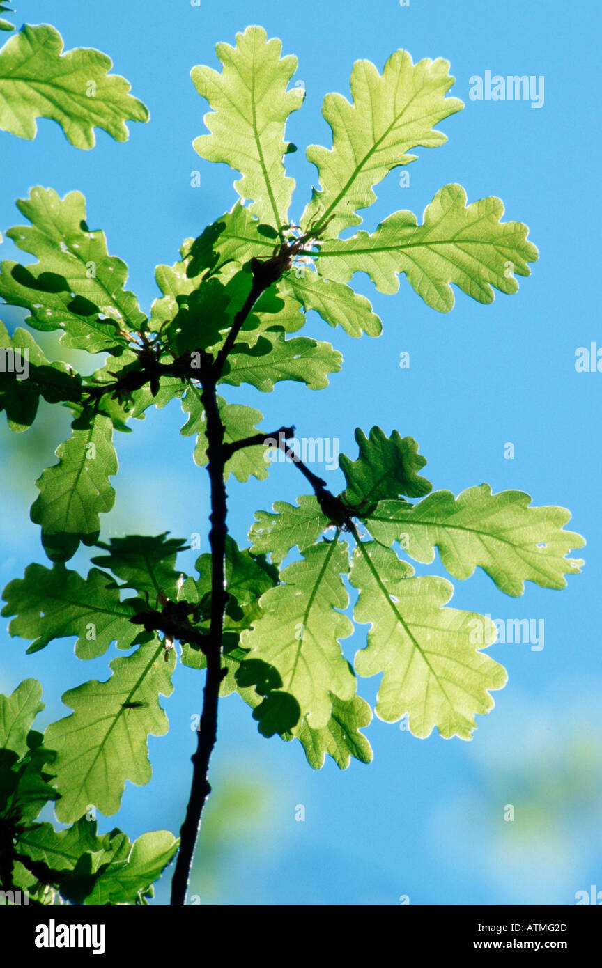 Oak about to leaf hi-res stock photography and images - Alamy
