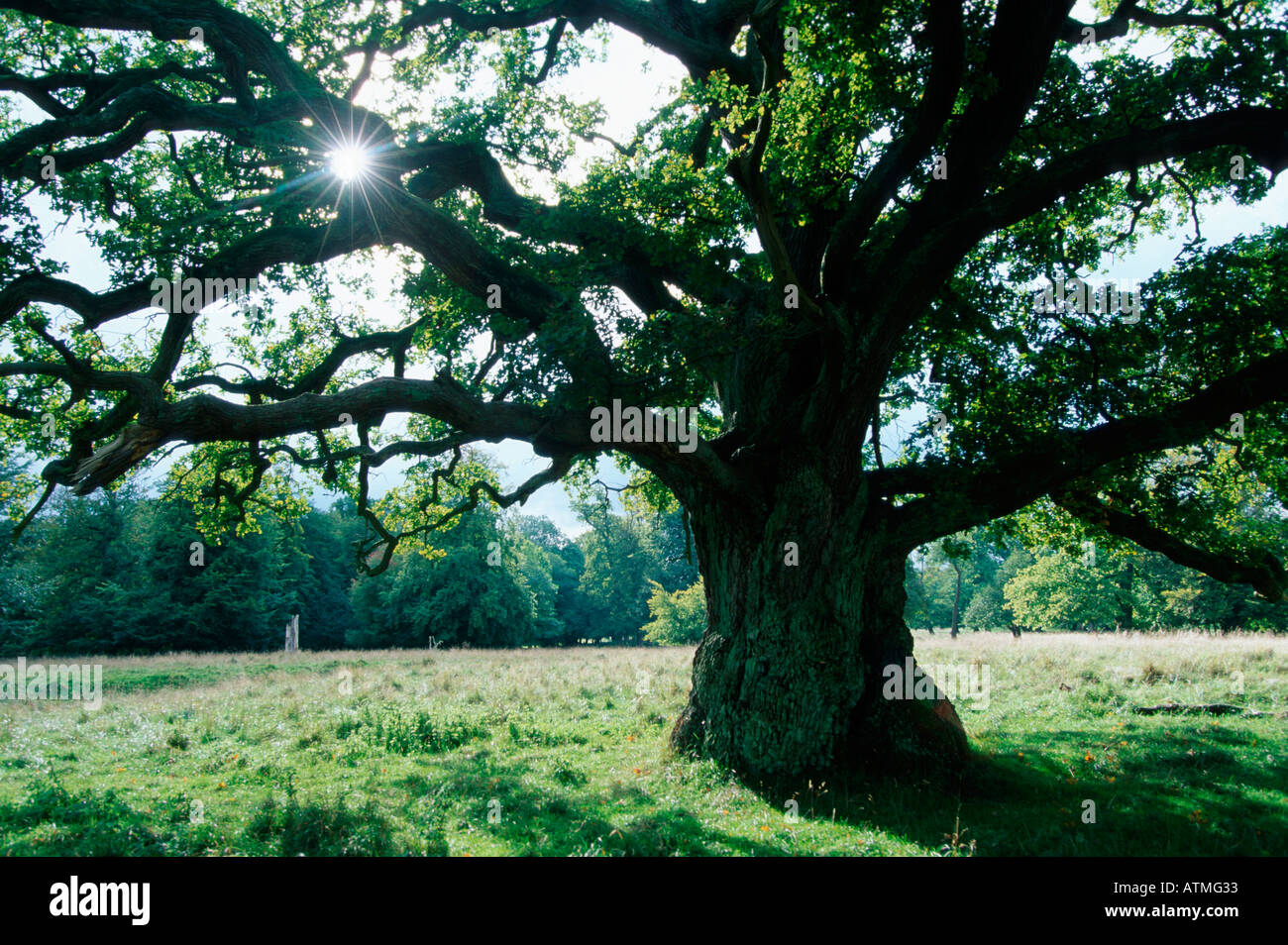 Oak denmark hi-res stock photography and images - Alamy