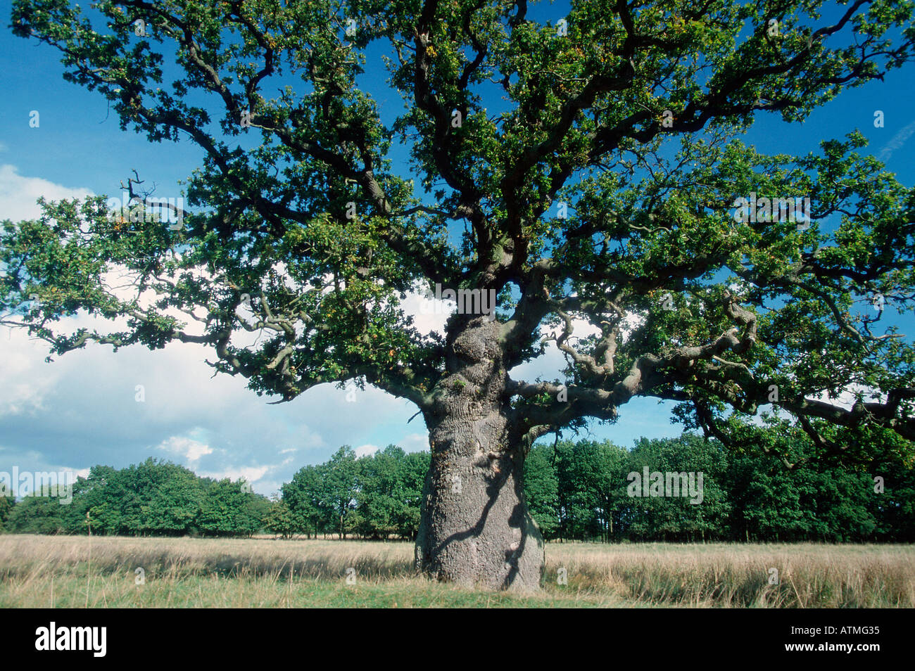 Oak denmark hi-res stock photography and images - Alamy