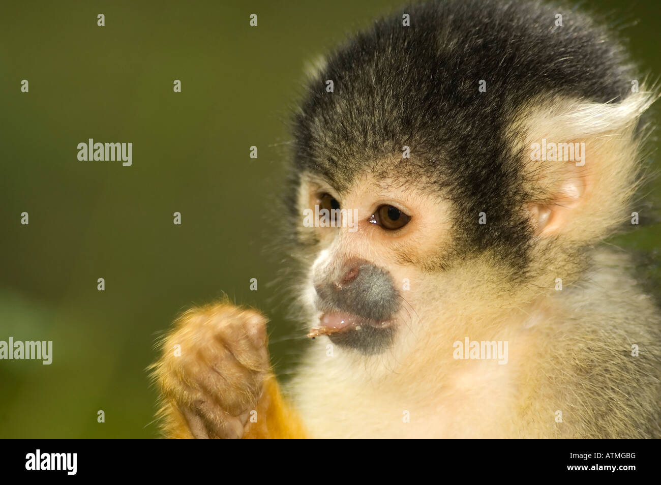 Squirrel monkey eating from a small leave Stock Photo - Alamy