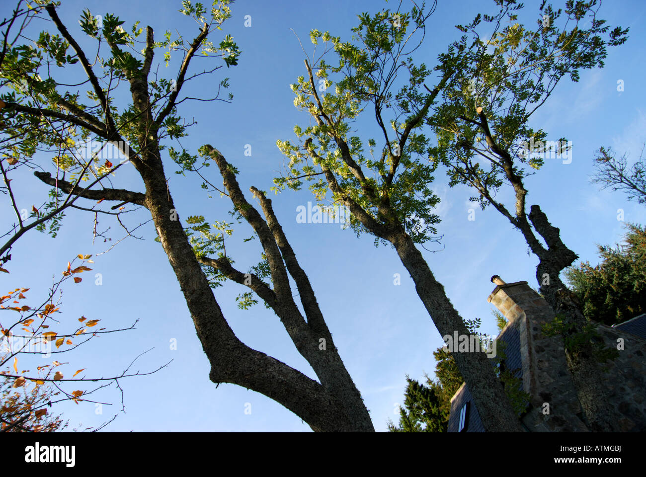 Cut back trees hi-res stock photography and images - Alamy