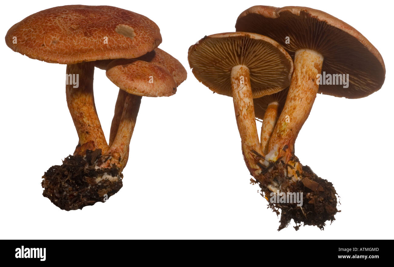 Dappled webcap mushroom hi-res stock photography and images - Alamy