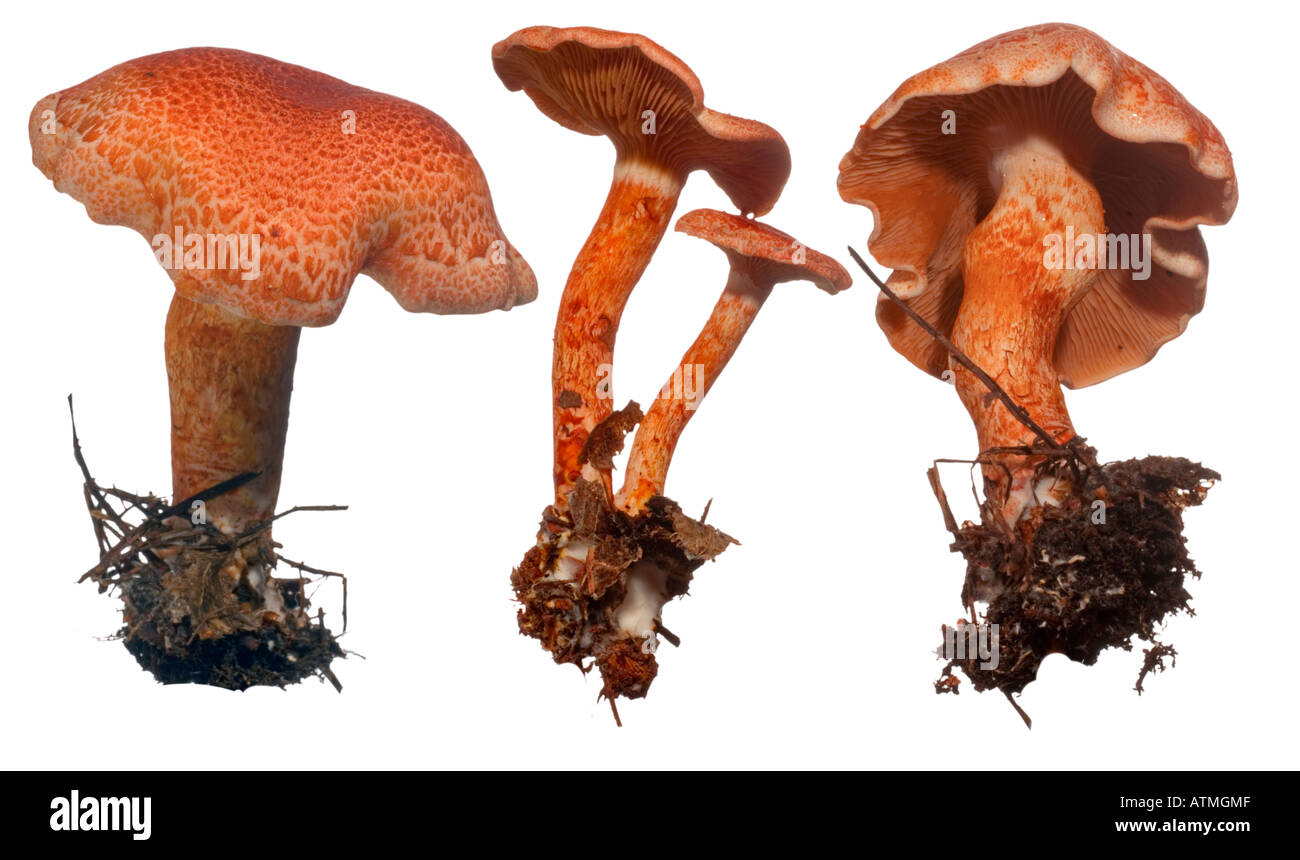 Cortinarius bolaris Cut Out Stock Images & Pictures - Alamy