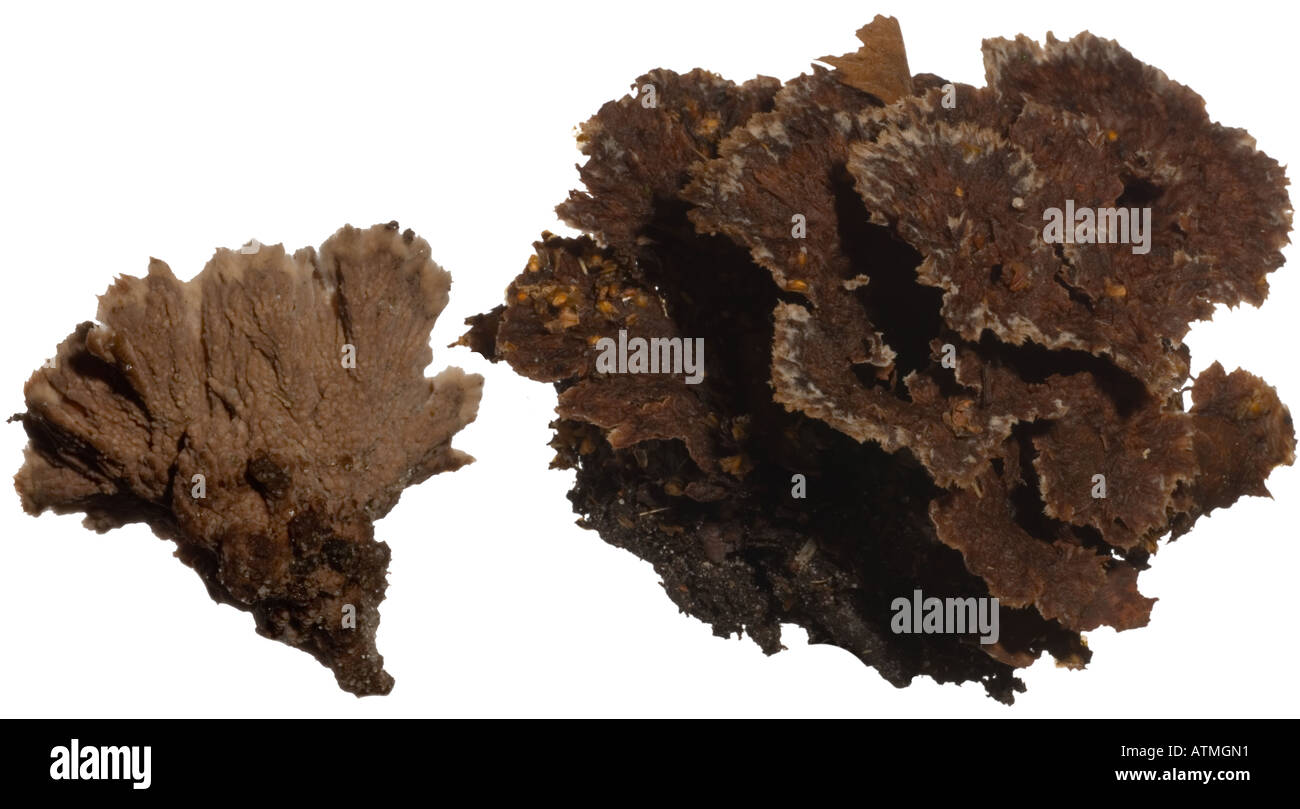 Thelephora terrestris fungus cut outs hi-res stock photography and ...
