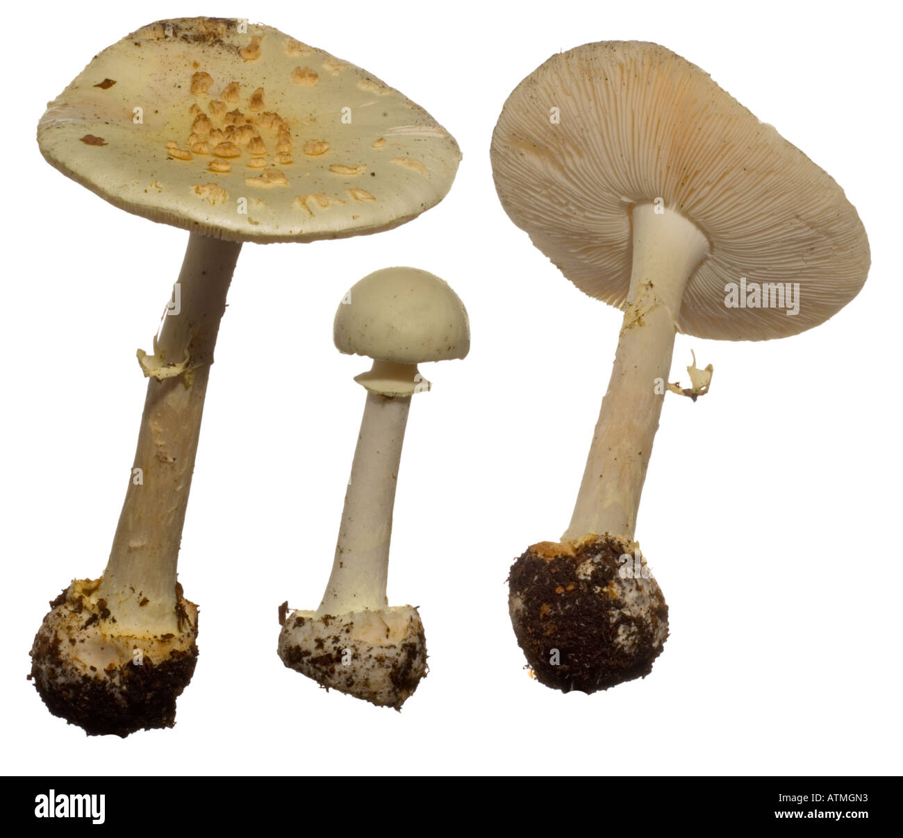 False Death Cap Mushroom Amanita Stock Photos & False Death Cap ...