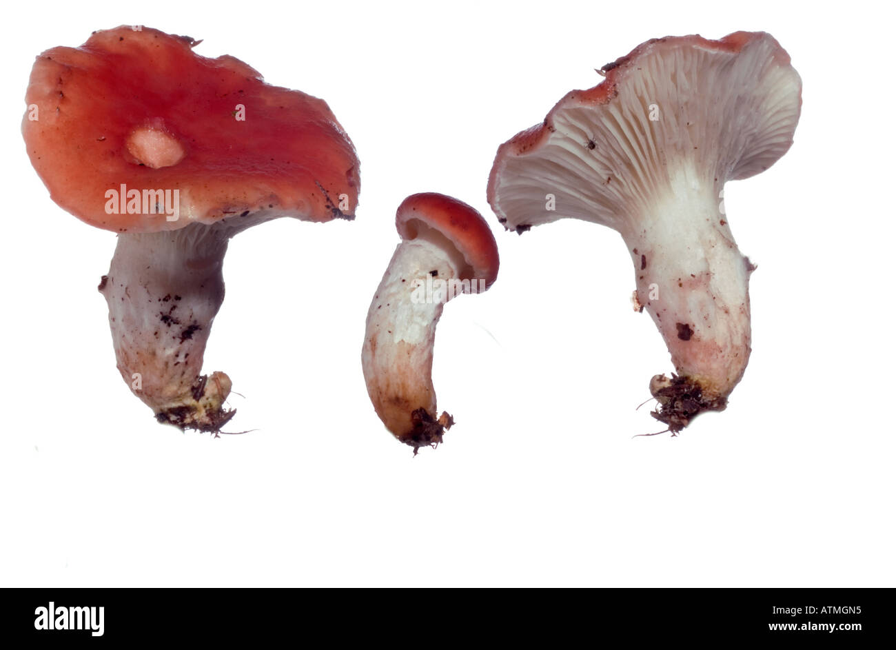 Gomphidius roseus. Cap underside young specimen Surrey England October ...