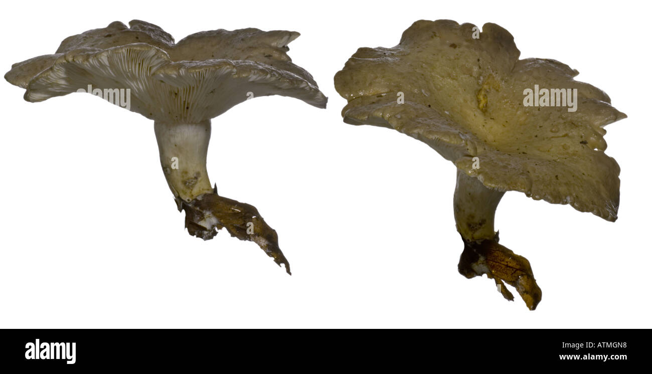 Lactarius vietus fungus cut outs hi-res stock photography and images ...