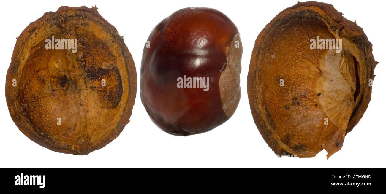 Horse Chestnut conker protective shell Surrey England October Stock ...