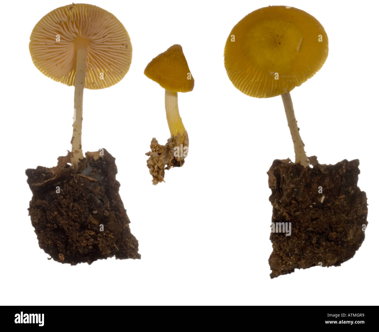 Pluteus fungi Cut Out Stock Images & Pictures - Alamy