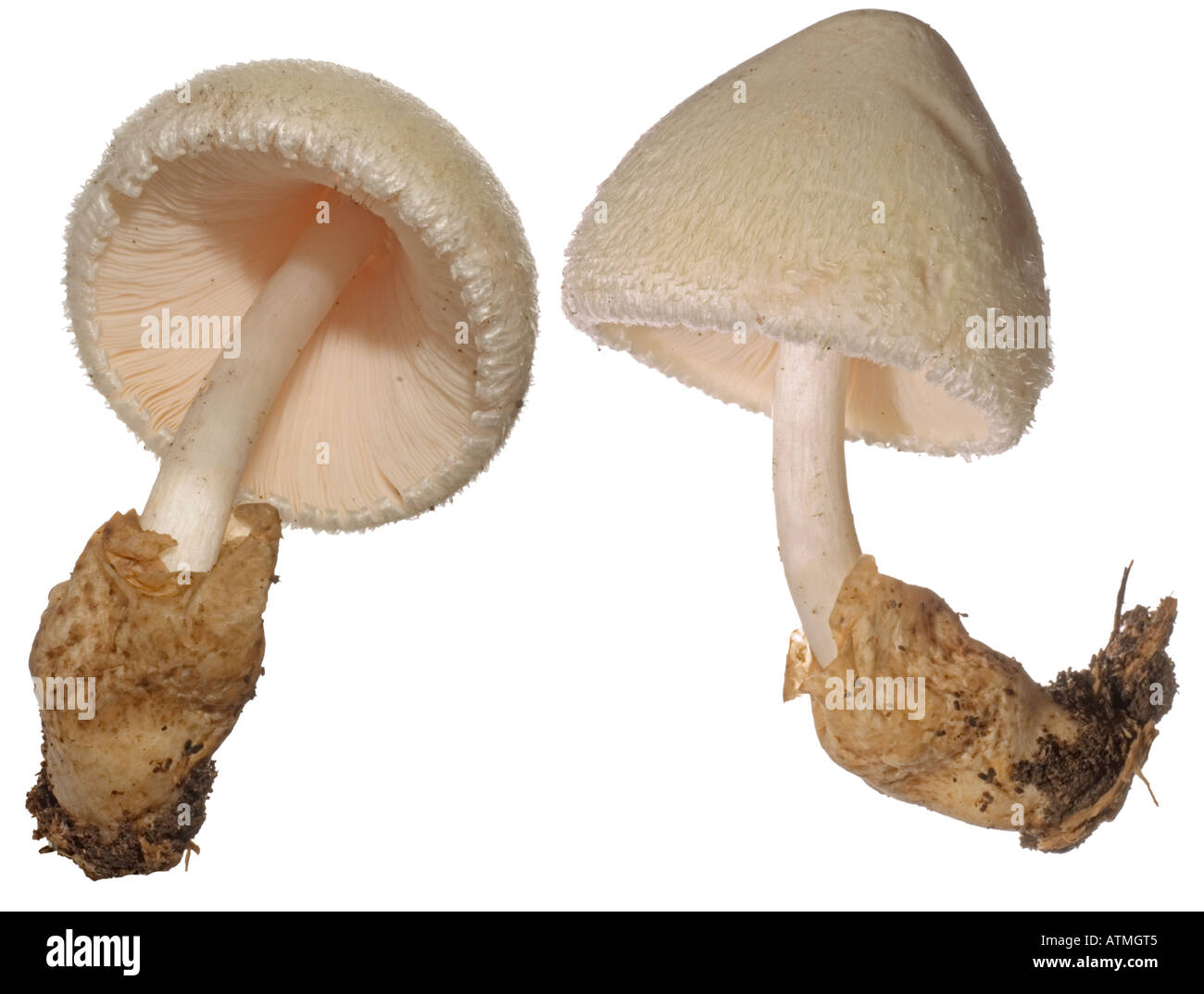 Volvariella Bombycina