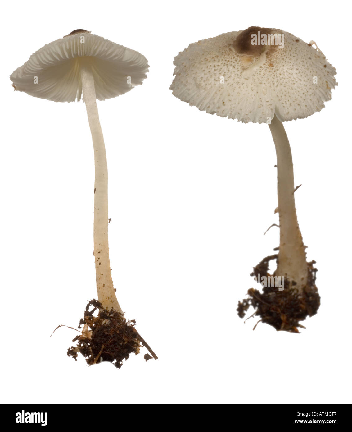 Skullcap Dapperling cutout. Cap Gills composite Surrey England ...