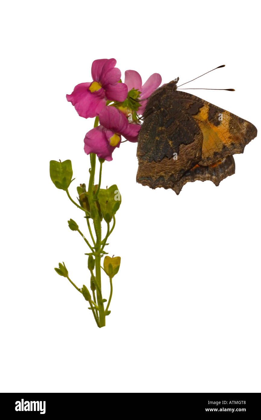 Aglais urticae tortoiseshell butterfly Cut Out Stock Images & Pictures ...
