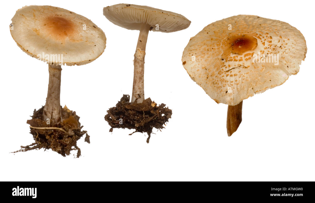 Stinking dapperling lepiota cristata hi-res stock photography and ...