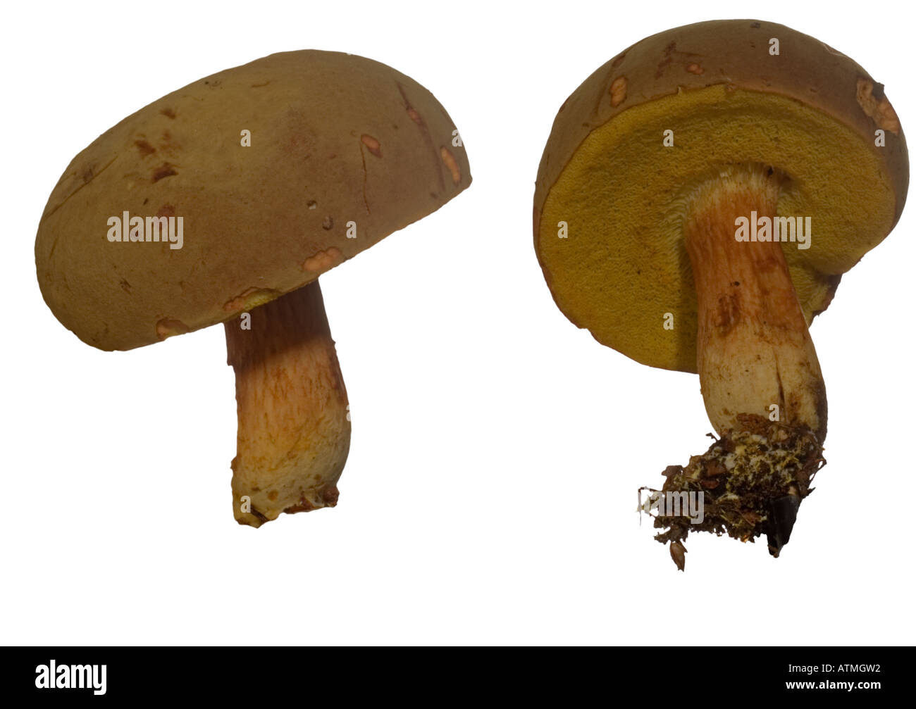 Boletus subtomentosus hi-res stock photography and images - Alamy