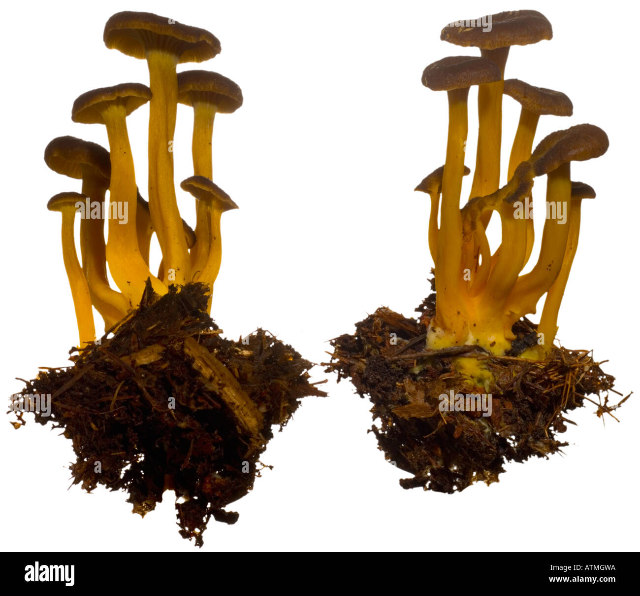 Troop of Trumpet Chantherelle Cap underside gills Young specimen Surrey ...