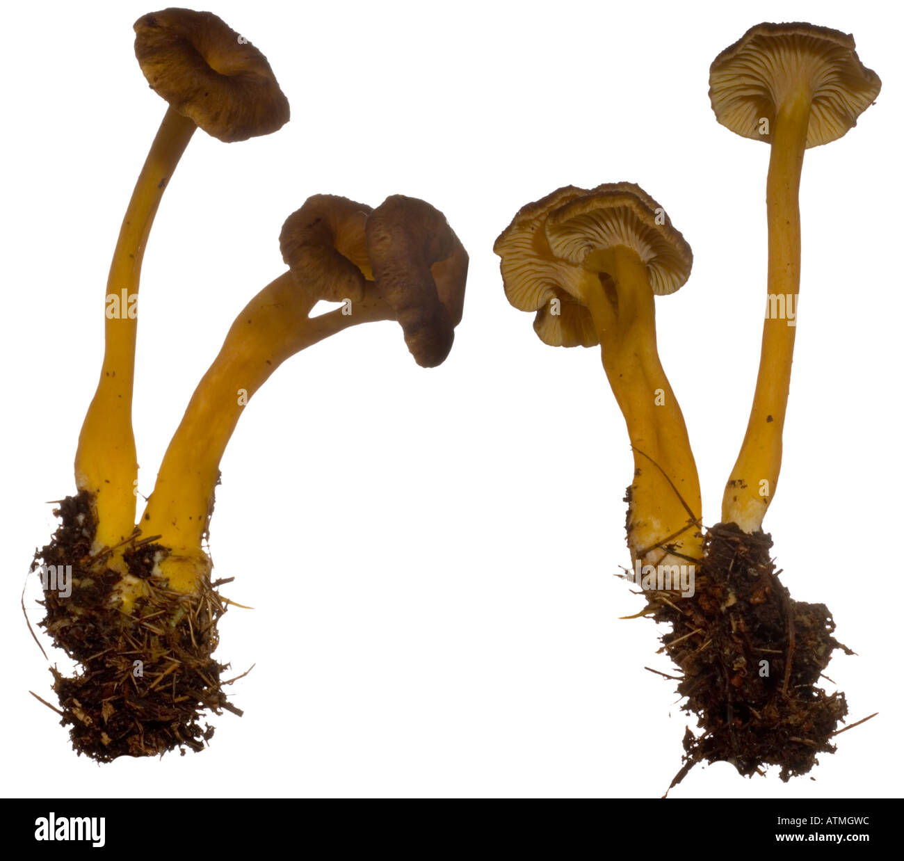 Troop of Trumpet Chantherelle Cap underside gills Surrey England Edible ...