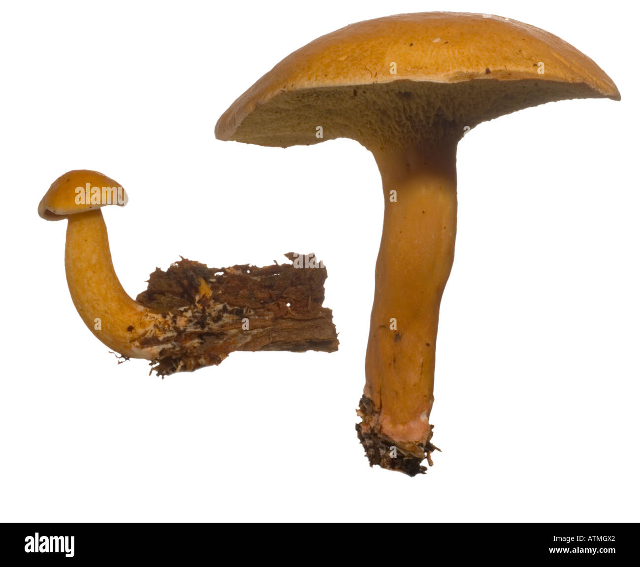 Suillus variegatus fungus cut outs hi-res stock photography and images ...