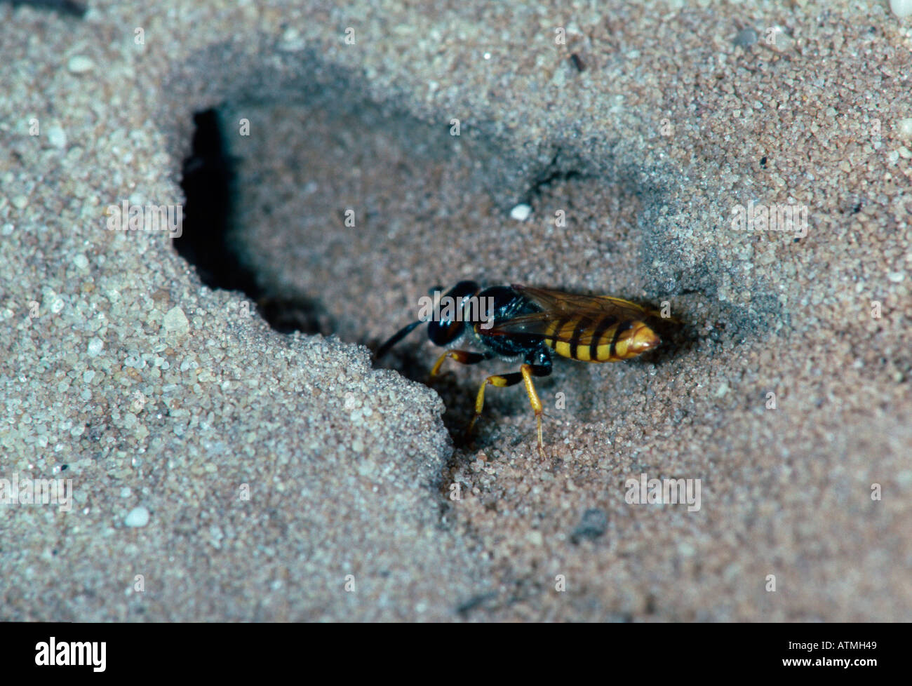 Wolf digging hi-res stock photography and images - Alamy