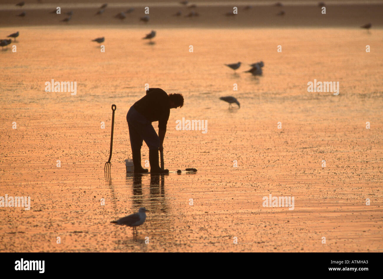 Digging for sea worms hi-res stock photography and images - Alamy