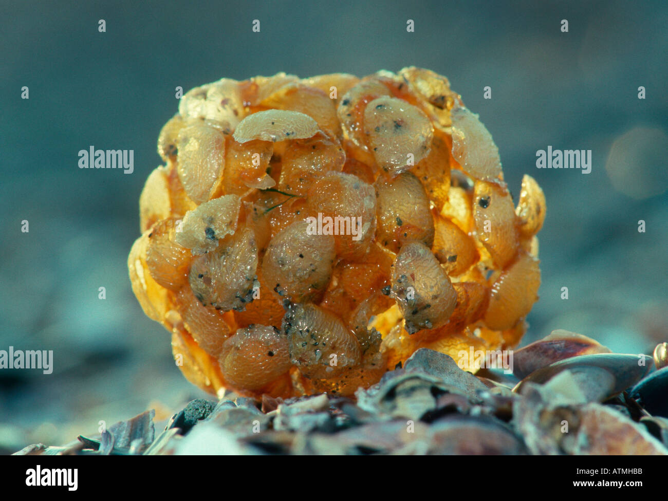 Common whelk eggs buccinum undatum hi-res stock photography and images ...