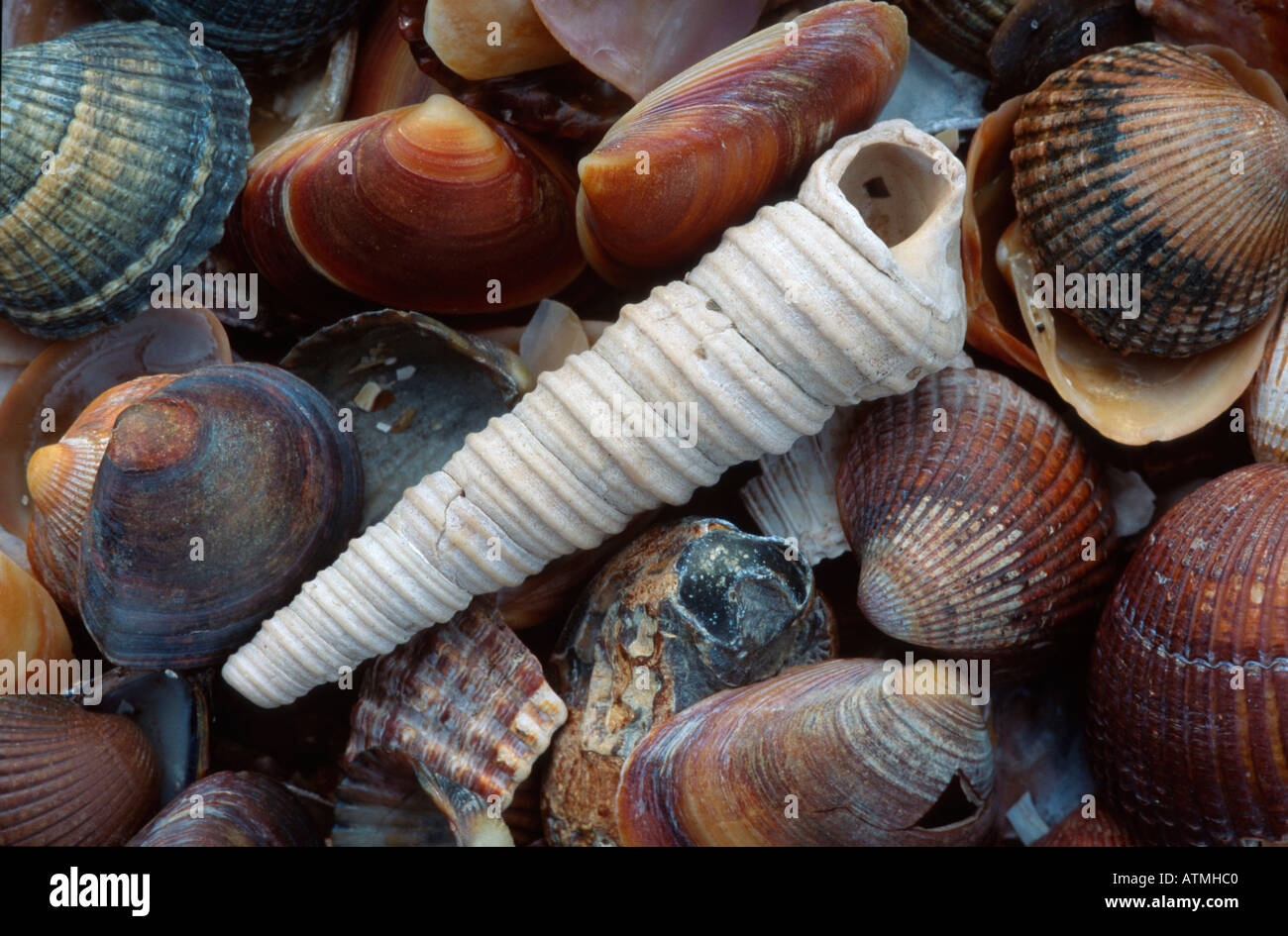 Turritella High Resolution Stock Photography and Images - Alamy