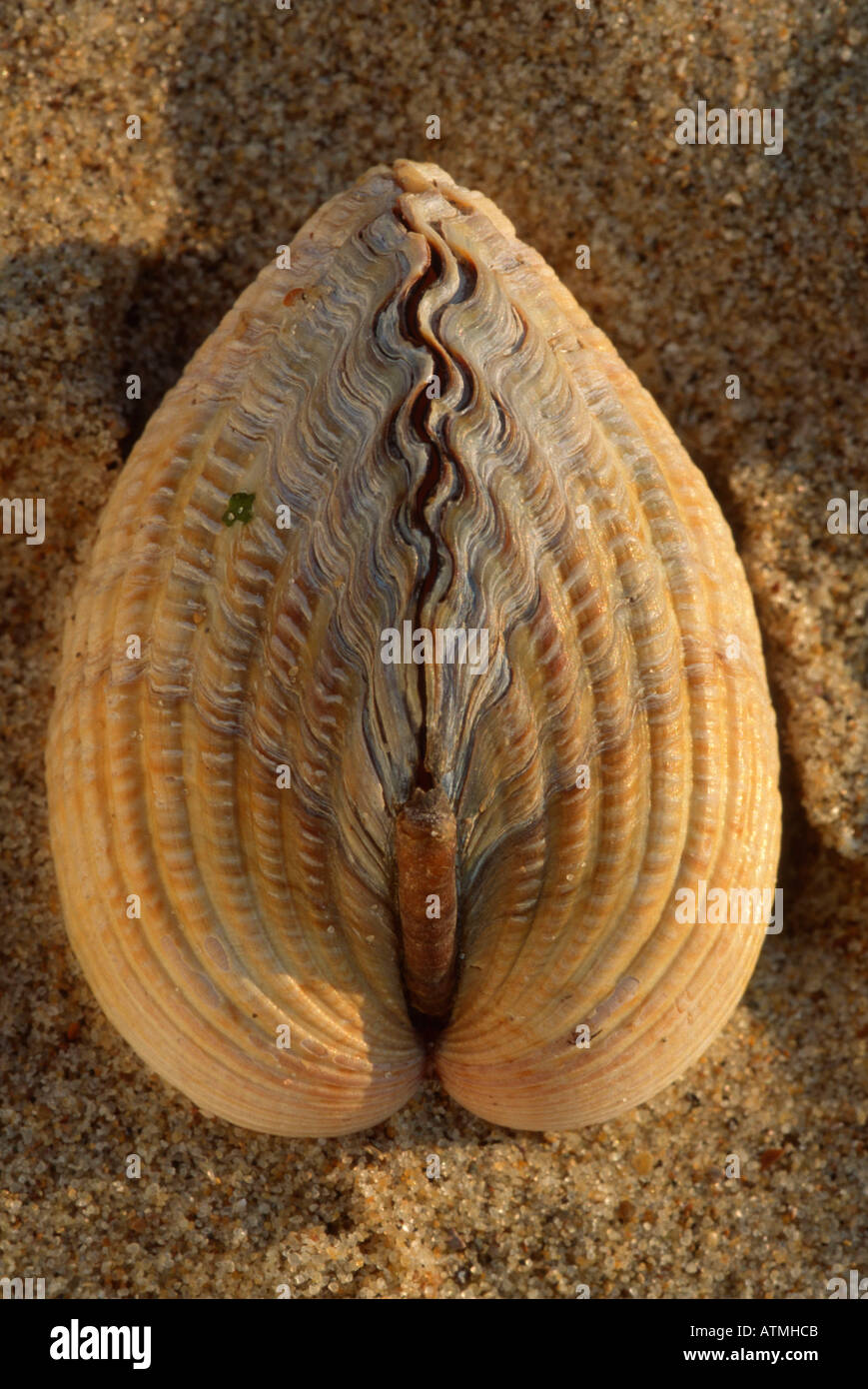 Common cockle cerastoderma edule cardium hi-res stock photography and ...