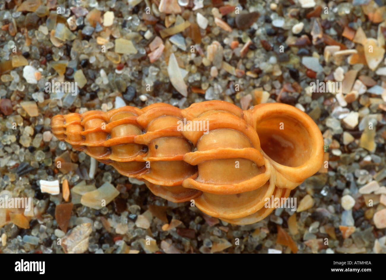 Wentletrap hi-res stock photography and images - Alamy