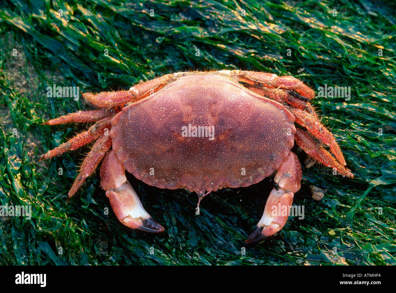 European Edible Crab Stock Photo - Alamy