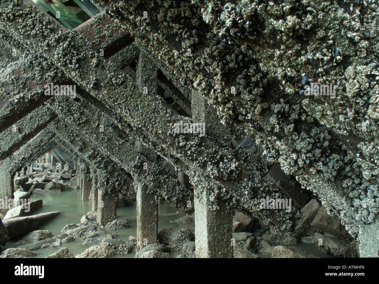 Balanus balanoides hi-res stock photography and images - Alamy