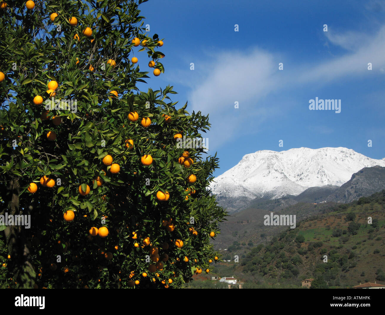 Naranjo orange tree hi-res stock photography and images - Alamy