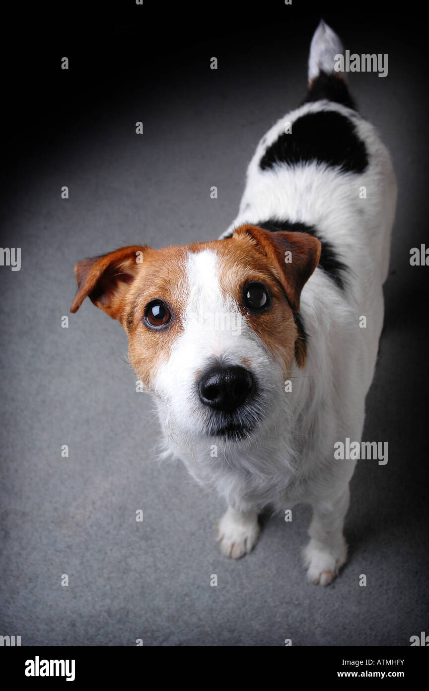 Parsons jack russell terrier hi-res stock photography and images - Alamy