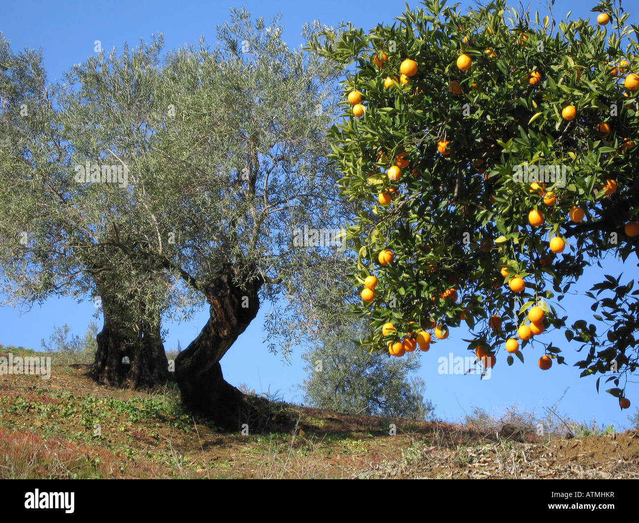 Naranjo orange tree hi-res stock photography and images - Alamy