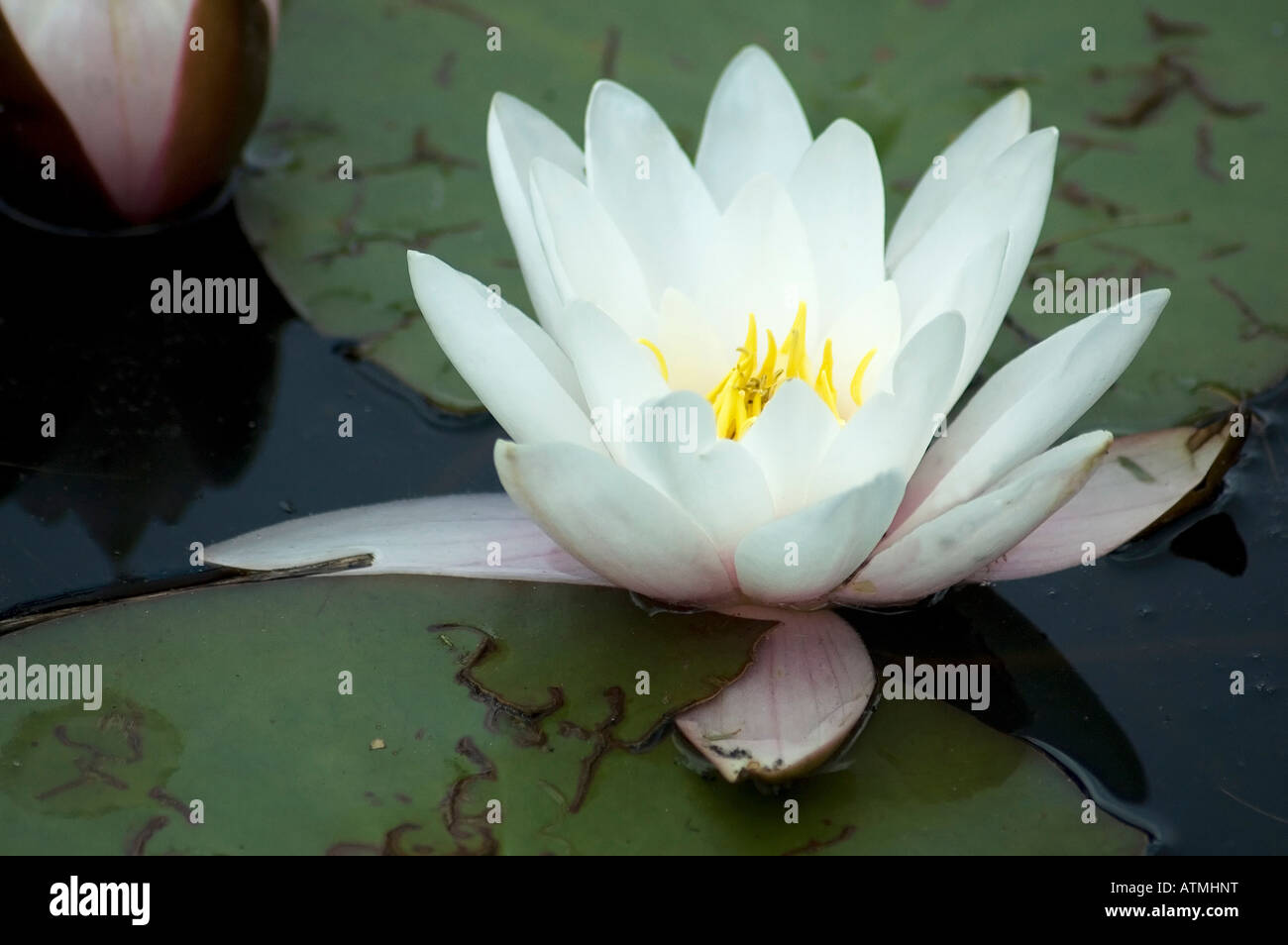 Beautiful water lilly in a pool Stock Photo - Alamy