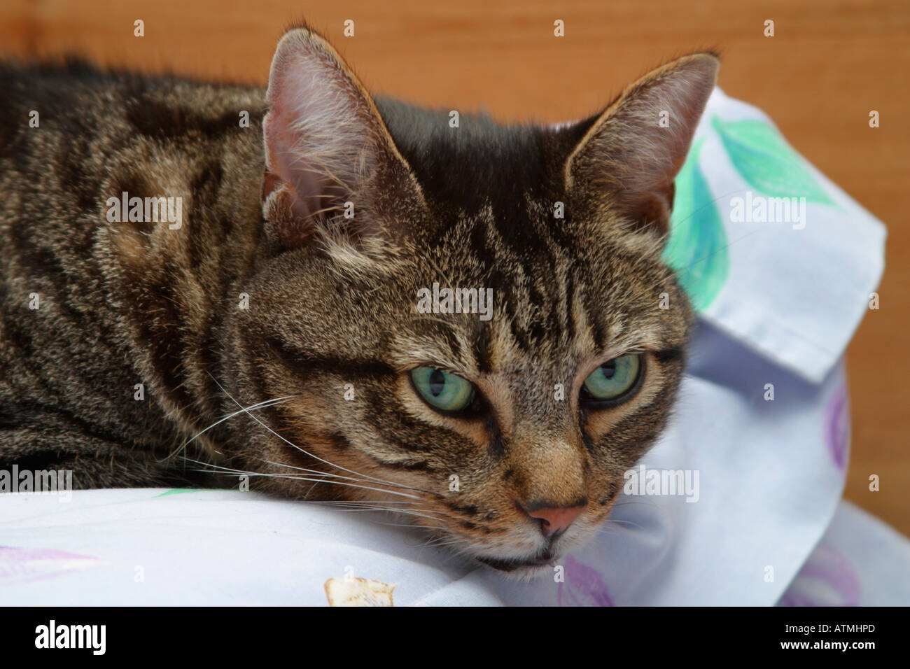 Calico on her bed hi-res stock photography and images - Alamy