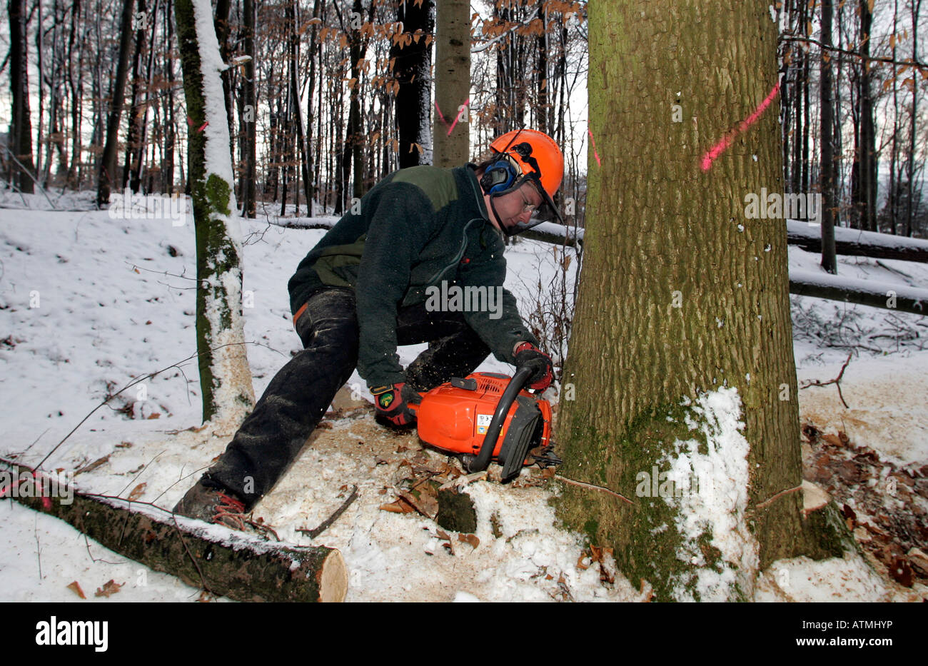 wood-cutter at work Stock Photo - Alamy