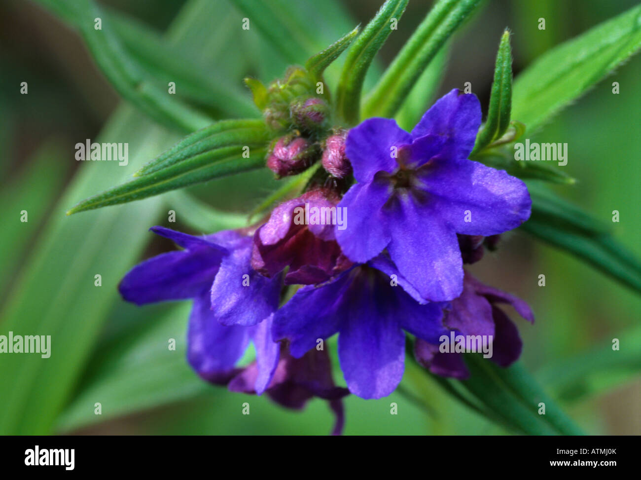 Lithospermum purpurocaeruleum - Purple Gromwell flower Stock Photo - Alamy